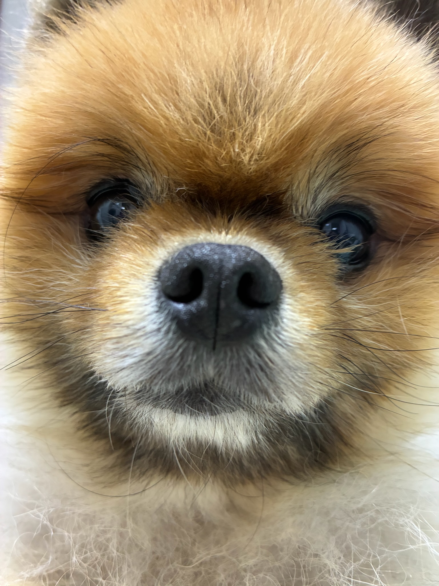 上采样方法Upsample Anything实验复现-CSDN博客