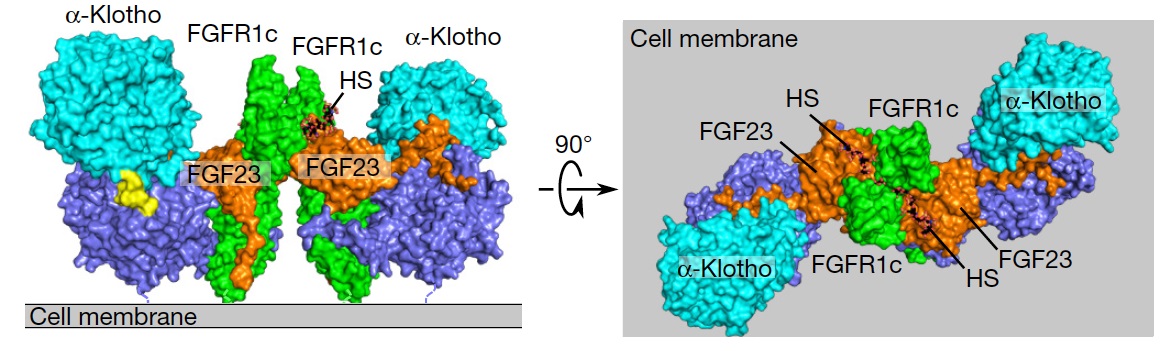 酸性成纤维细胞生长因子（FGF acidic）：结构、功能与临床应用_酸性成纤维细胞生长因子(fgf acidic):结构、功能与临床应用-CSDN博客