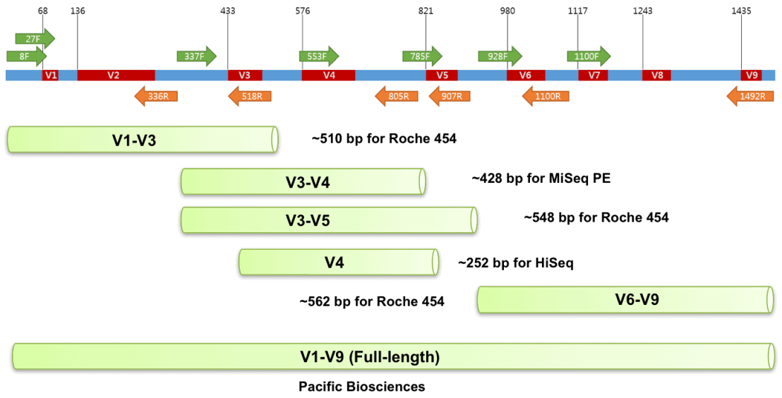 微生物全长16S | 如何选择测序区域_16s区域-CSDN博客