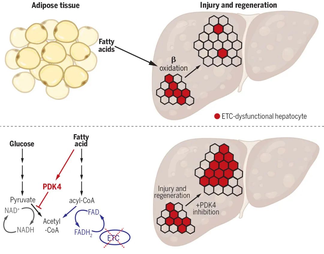 Science：抑制PDK4激酶可逆转衰老，促进肝再生_ampk pdk4-CSDN博客