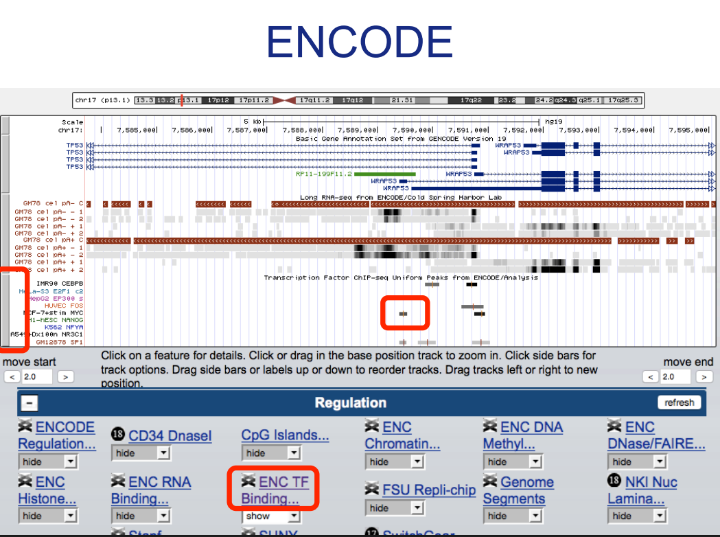 Genome browser：UCSC基因组浏览器-ENCODE数据整合-CSDN博客