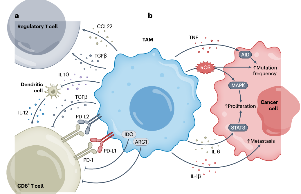 Nature Cancer | 代谢如何决定巨噬细胞的“性格”？一文梳理TAM功能背后的代谢线路图 ｜ 这组TAM代谢机制机制图学习起来_linking macrophage ...
