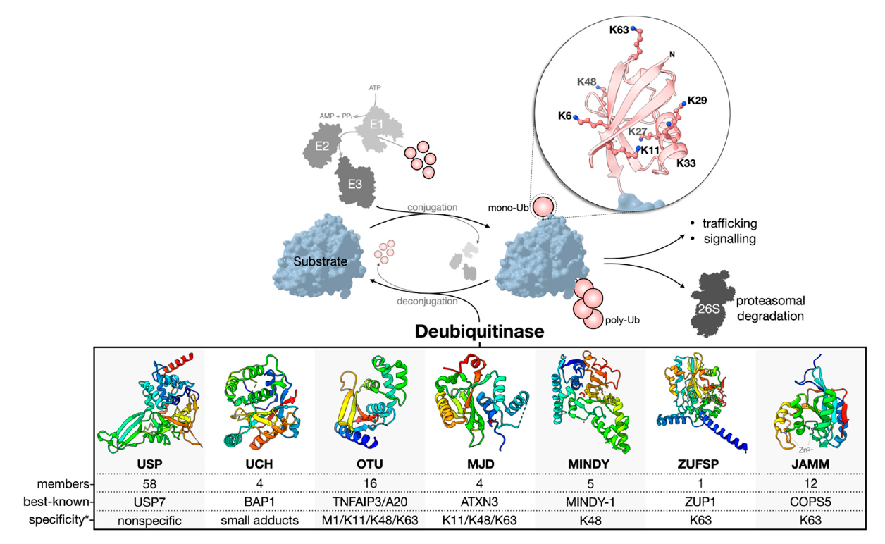 去泛素化酶（Deubiquitinating enzymes，DUBs）研究进展：从分子机制到靶向治疗_去泛素化酶不同剪切体-CSDN博客