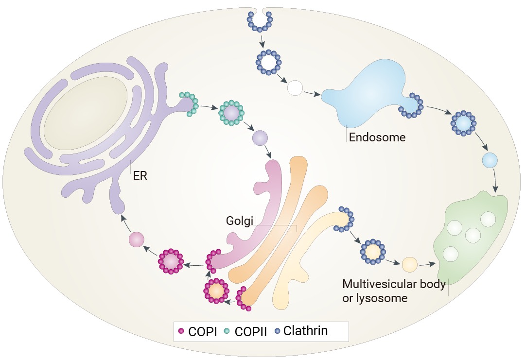 细胞通讯还只知道囊泡 国自然热点追踪—细胞器互作, 带你深度解析细胞器膜接触位点 (MCS)∶ 机制、衔接蛋白与功能表征 | MCE-CSDN博客