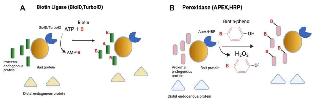 互作蛋白组学技术对比：邻近标记与传统IP-MS、Pull down-MS优势对比_邻近标记技术和ip-ms研究蛋白互作哪个好-CSDN博客