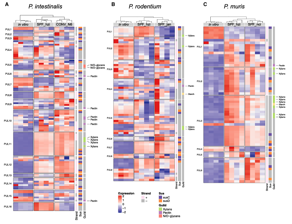 产品升级！微生物基因组多糖结合位点PUL预测_polysaccharide utilization loci-CSDN博客