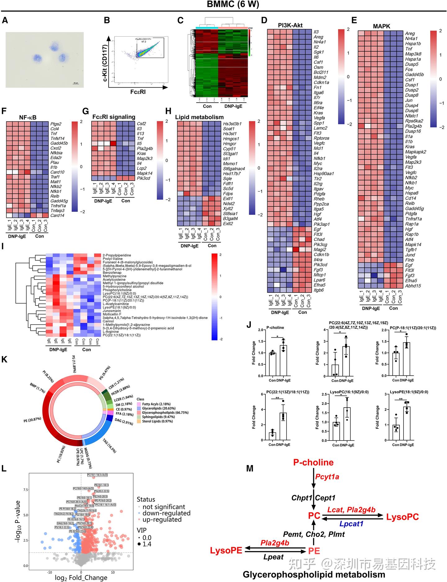 易基因：Cell Rep：华农任文凯团队利用ChIP-seq及多组学解析过敏性疾病的关键调控机制｜项目文章-CSDN博客