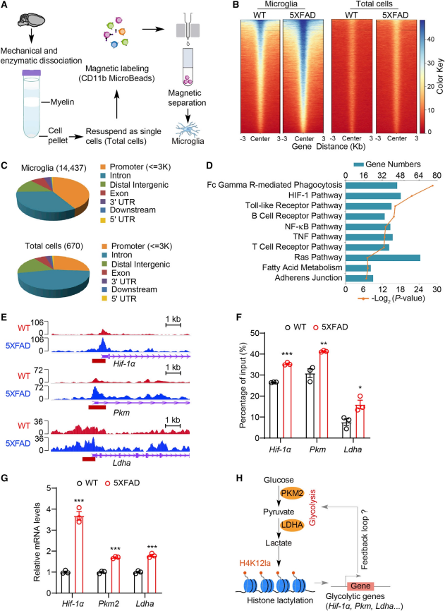 【技术应用】CUT&Tag应用实例解析：比ChIP-seq更精准高效的DNA-蛋白互作研究_hi-c cuttag-CSDN博客
