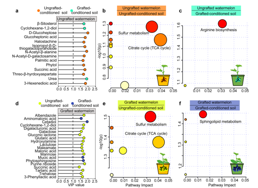 Microbiome—植物-土壤反馈实验+多组学分析-CSDN博客