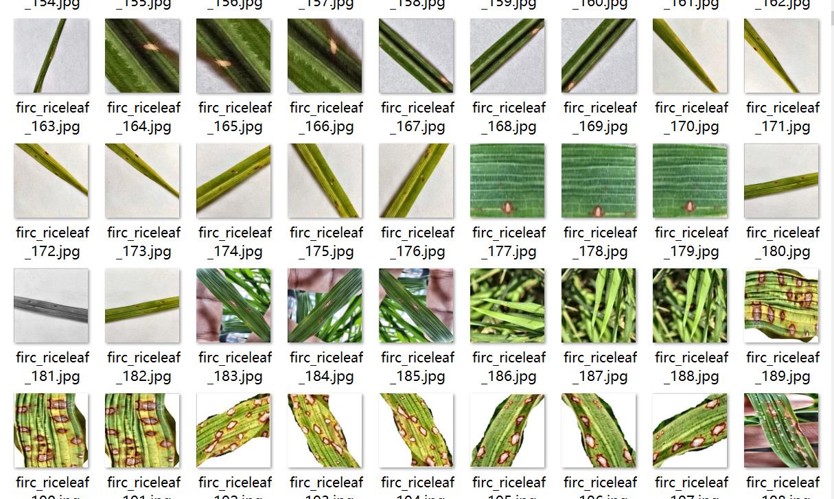 水稻叶子病害检测数据集VOC+YOLO格式6138张3类别_0 bacteria leaf blight 1 brown spot 2 leaf smut-CSDN博客