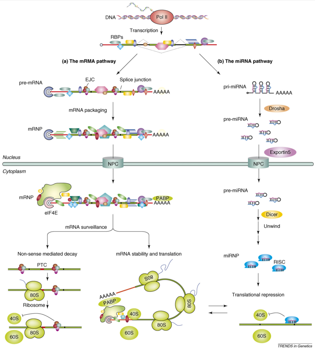 一文读懂｜RNA Pull-down实验流程（值得收藏）_sci文章中rna pull down结果怎么展示-CSDN博客