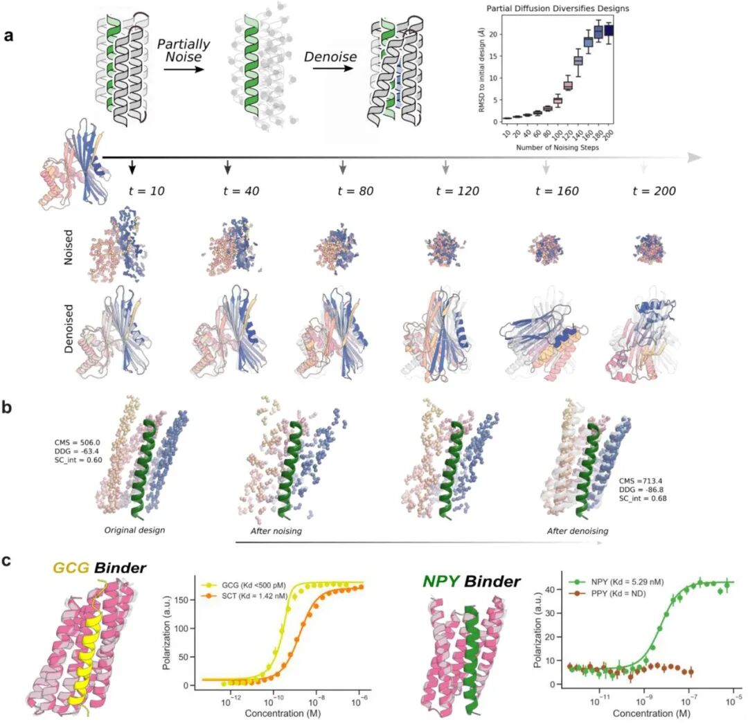蛋白质设计（五）— — RFdiffusion官方教程解析之部分扩散-CSDN博客