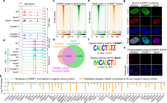 Nature Communications最新研究|bulk+ATAC+Cut&Tag+HiCAR多组学联合分析，揭秘肌肉发育关键调控因子 ...