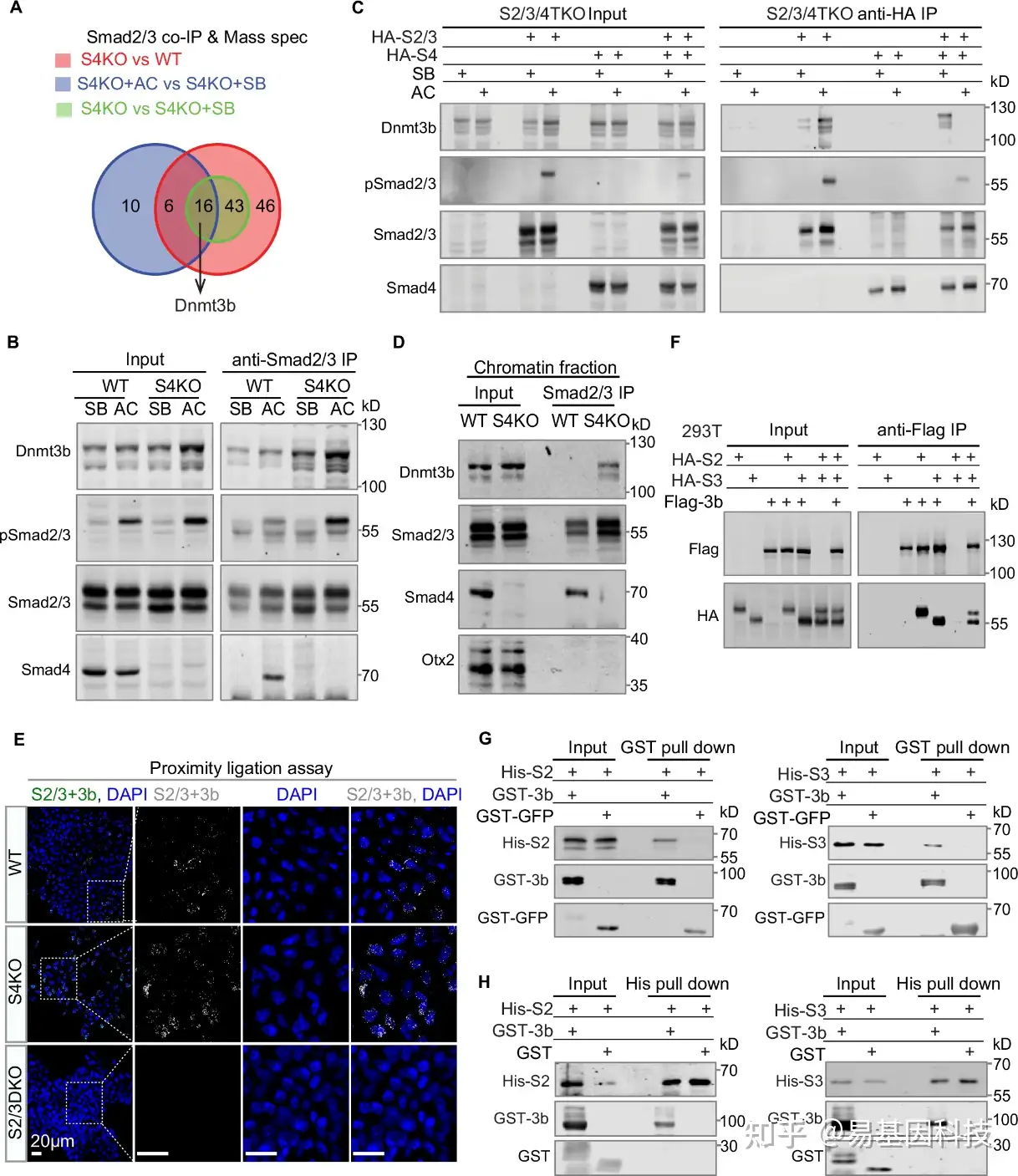 易基因：上海交大王琼团队揭示TGFβ-Smad信号通路和DNA甲基化在调控胚胎干细胞命运中的作用｜NC_ko hesc细胞系-CSDN博客