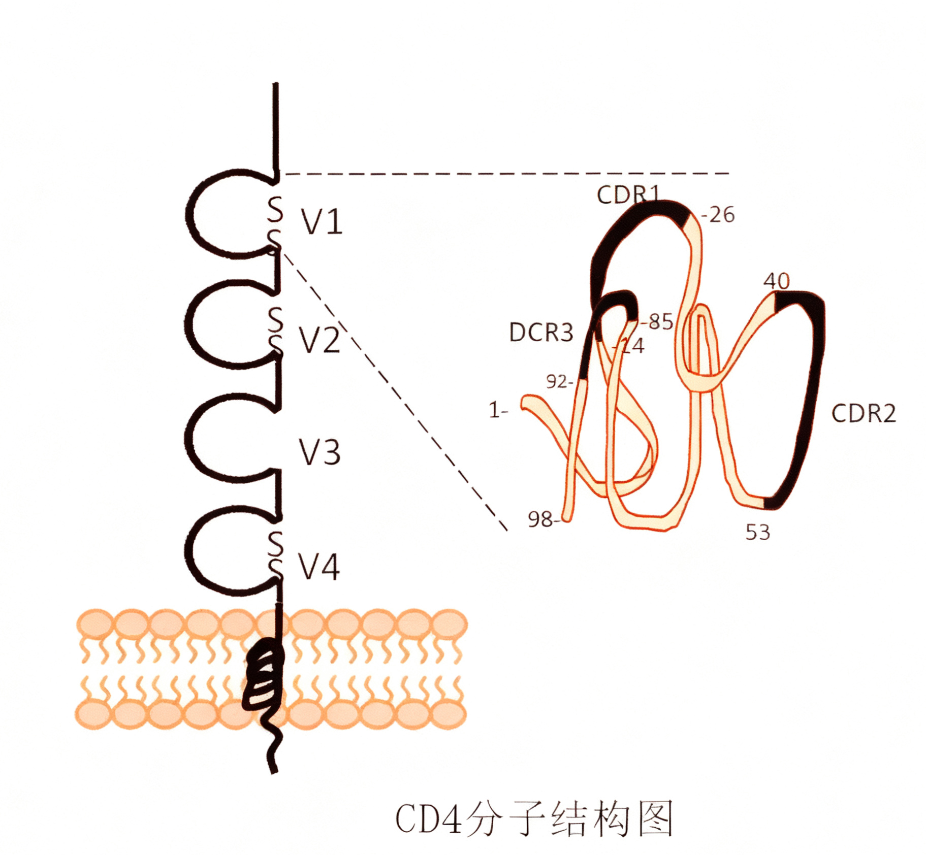 CD4抗体能否成为改善HIV感染者免疫重建的关键策略？-CSDN博客