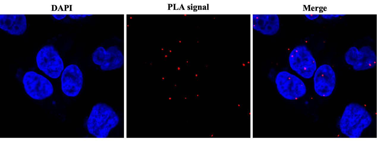 邻近连接（PLA）-CSDN博客