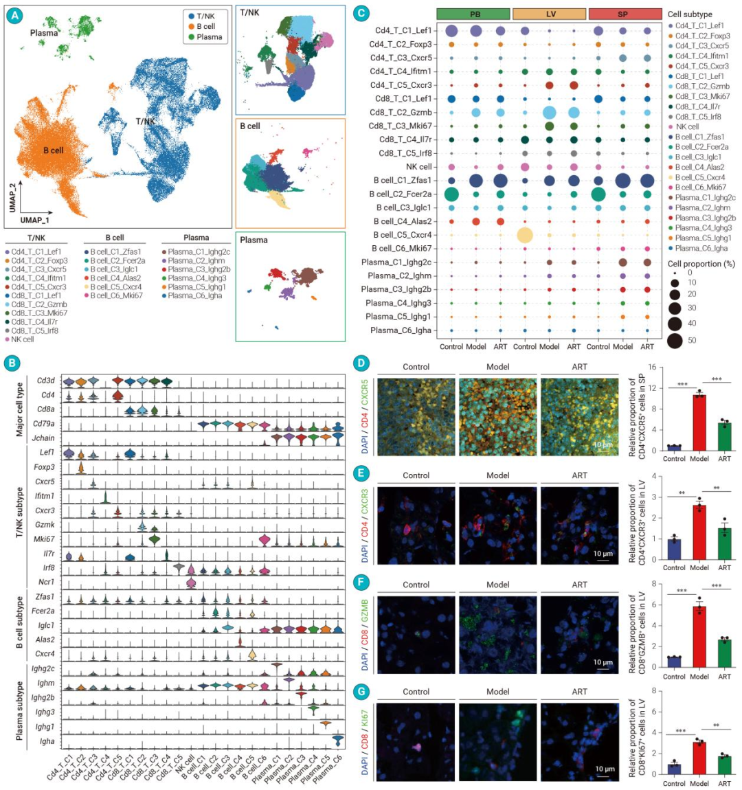 Innovation（IF 25.7）| 屠呦呦/王继刚团队揭示青蒿琥酯在疟疾感染小鼠中对CD8+GZMB+ T细胞免疫调节作用-CSDN博客