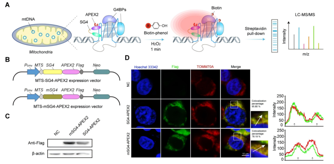 从APEX2到AirID，谁才是邻近标记神器？_apex2蛋白纯化-CSDN博客