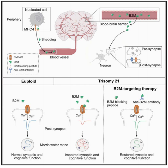 β2-Microglobulin/B2M: A small protein, a big detective_b2m基因-CSDN博客