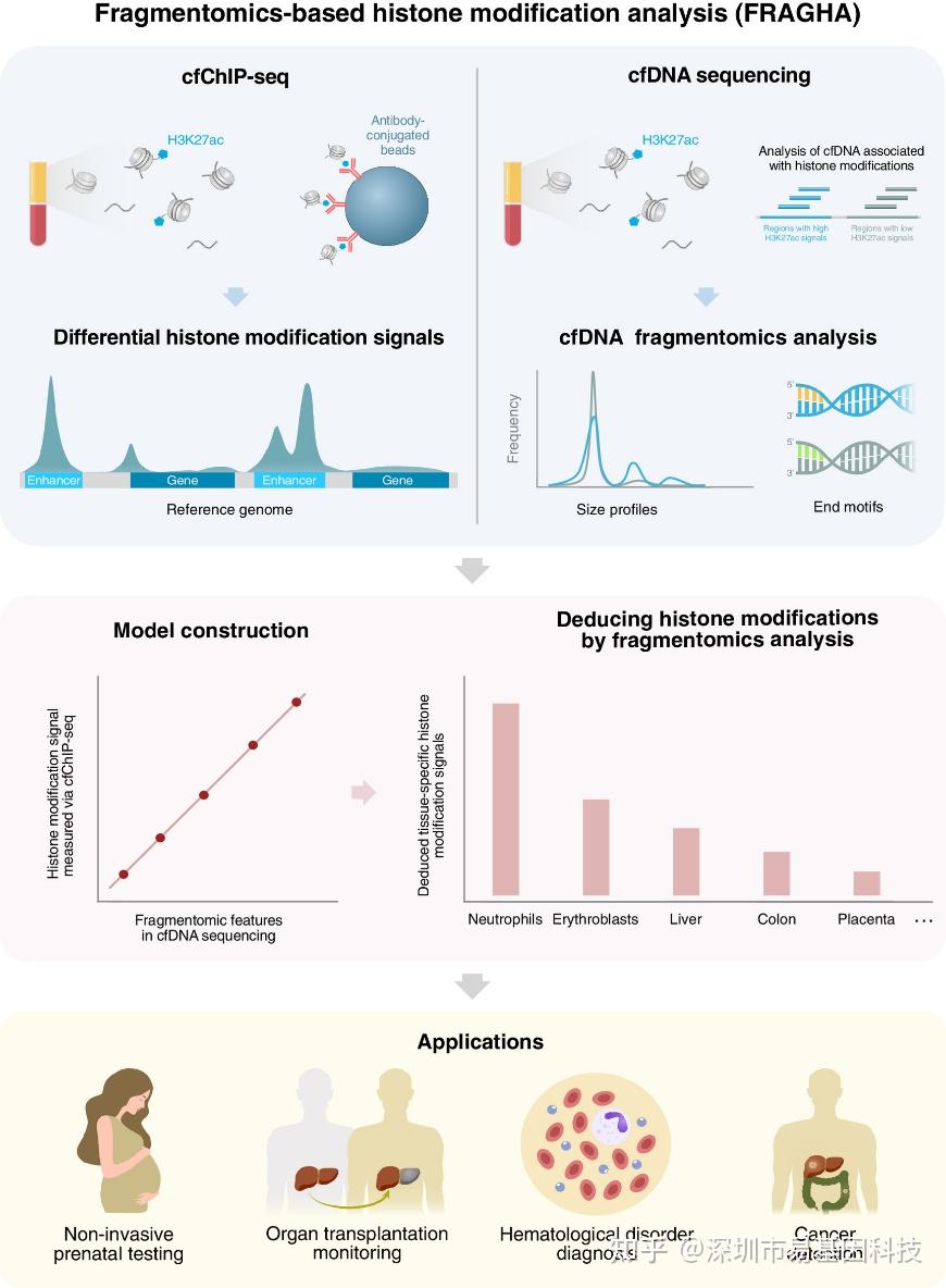 易基因：cfChIP-seq揭示cfDNA片段化模式与组蛋白修饰的相关性 助力液体活检新突破｜PNAS_chipseq组蛋白修饰-CSDN博客