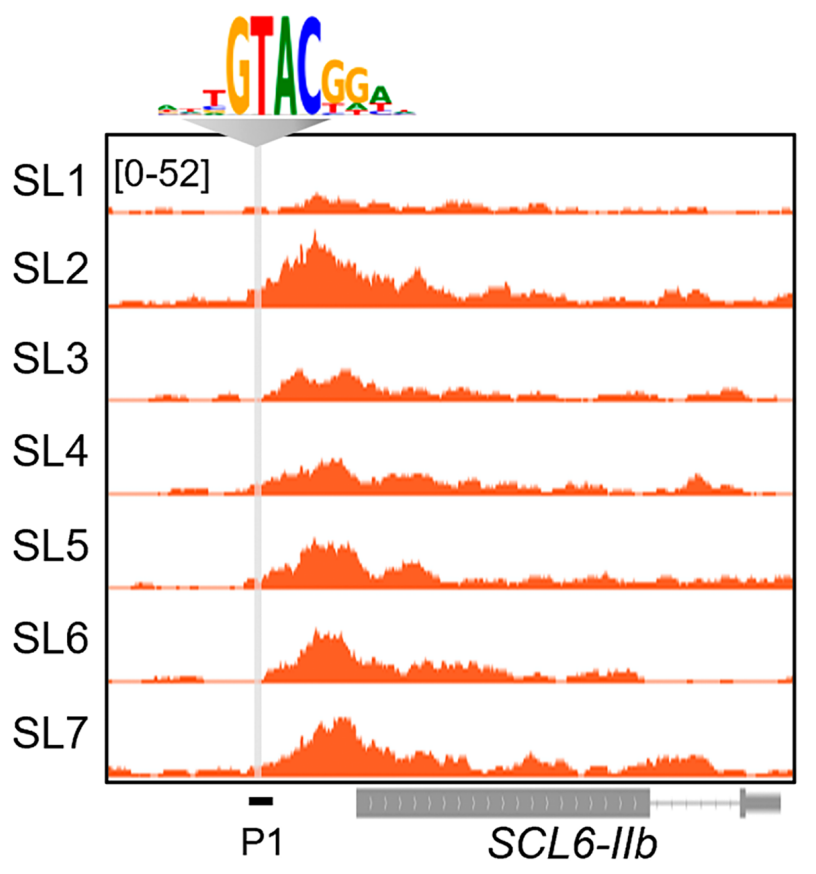 ATAC-seq和RNA-seq联合分析获得转录因子_sc atac 转录因子足迹分析-CSDN博客