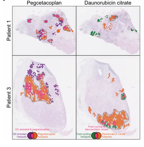 空转复习---空间转录组hotspot_spottedpy-CSDN博客