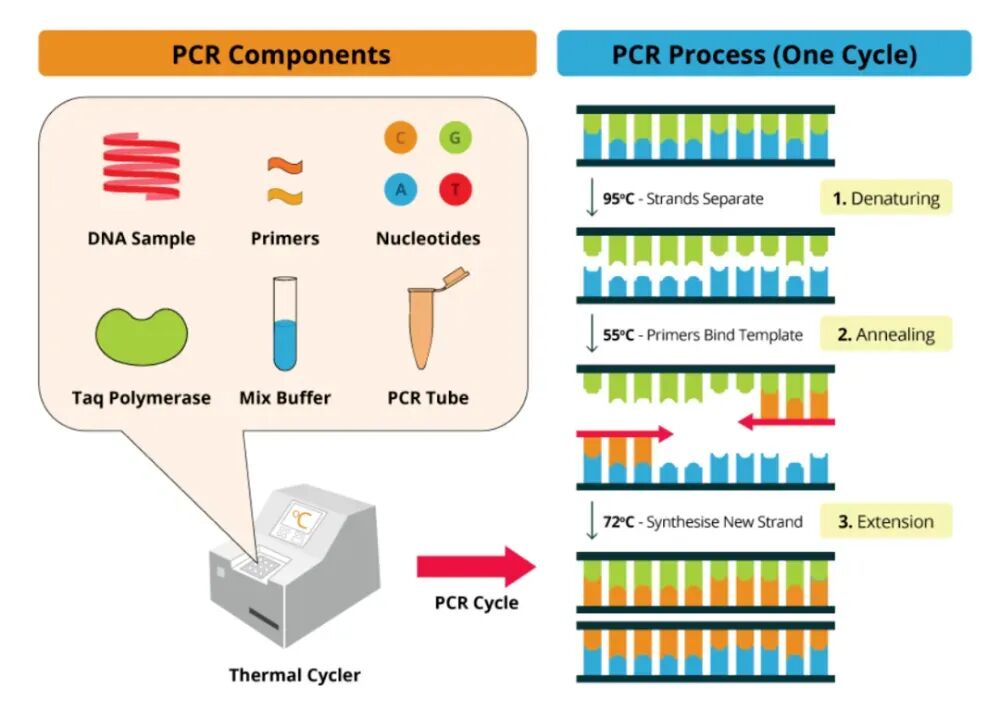 PCR家族科普：PCR、qPCR、RT-PCR、RT-qPCR：还在傻傻分不清？-CSDN博客