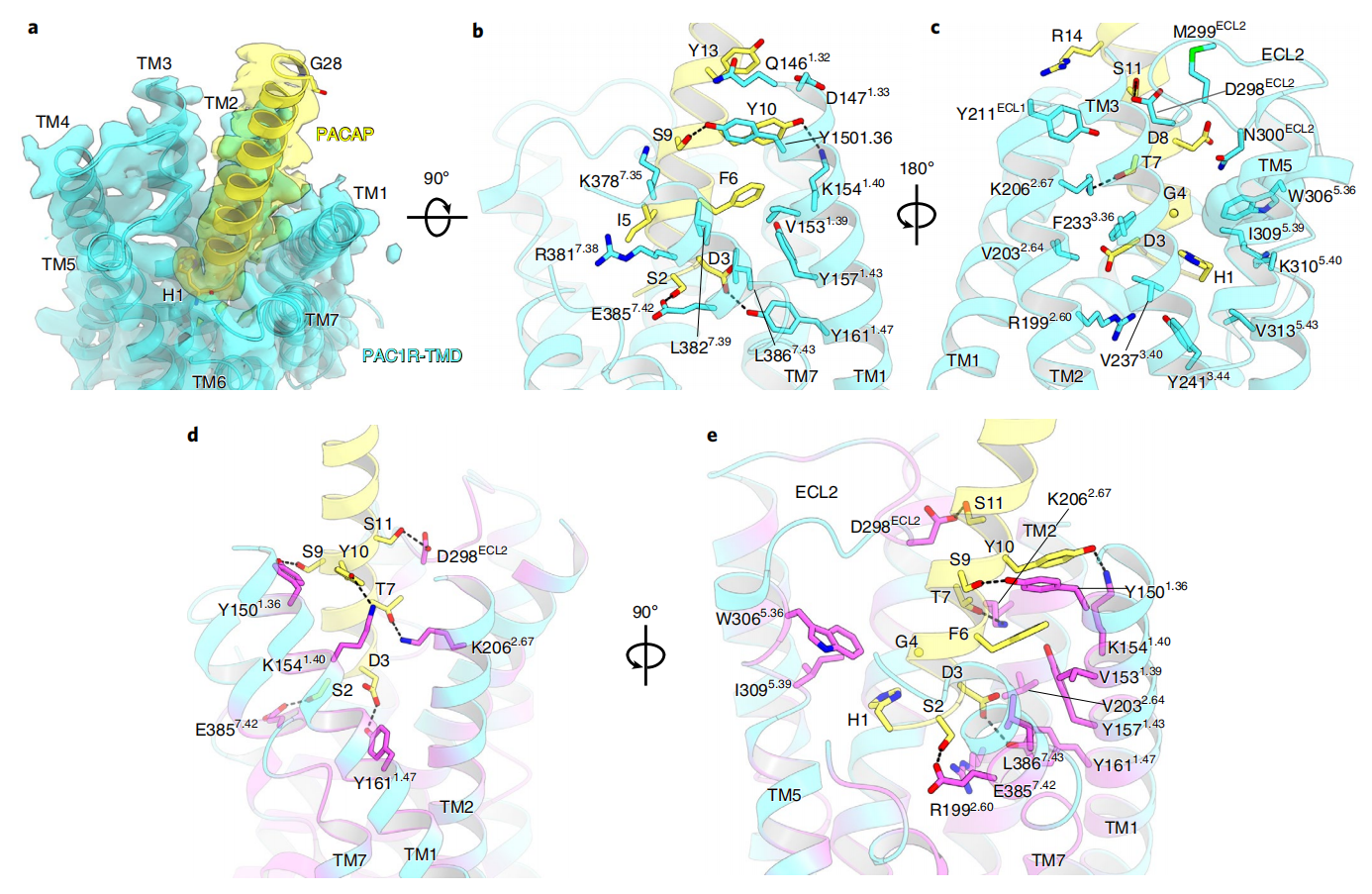 偏头痛治疗靶点ADCYAP1-CSDN博客