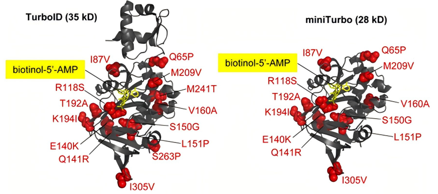 从APEX2到AirID，谁才是邻近标记神器？_apex2 技术-CSDN博客