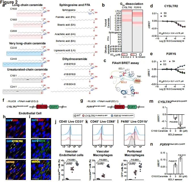 nature | 北大孔炜团队牵头发现靶向神经酰胺受体-抗动脉粥样硬化新机制！_sensing ceramides by cysltr2 ...
