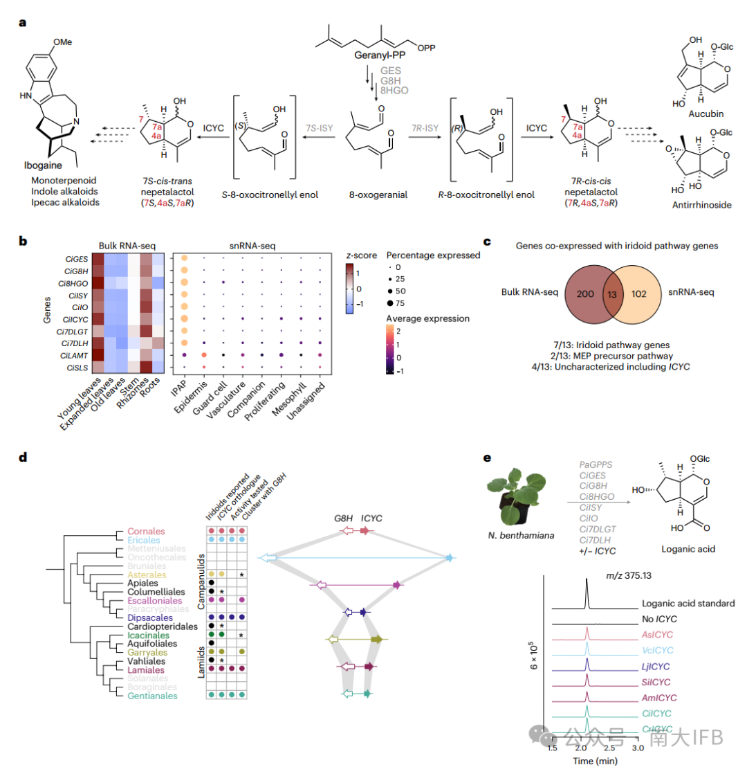 Nat. Plants | 环烯醚萜环化酶的发现完善了菊类植物环烯醚萜生物合成途径-CSDN博客