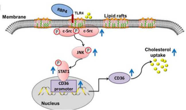 RBP4生物学功能全解析_rbp1,rbp4-CSDN博客