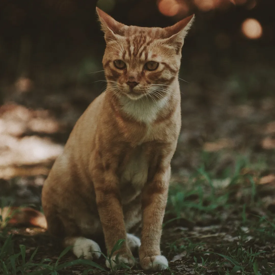 一张图秒生 LoRA ? Qwen-Image-i2L 诞生记_魔搭ModelScope社区-ModelScope魔搭社区