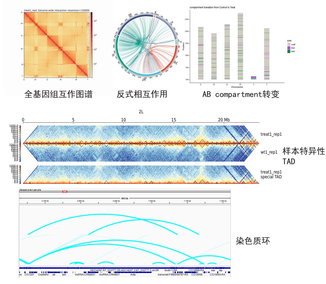 Hi-C（高通量染色体构象捕获技术）_hic:high-throughput+chromatin+conformation+capture-CSDN博客