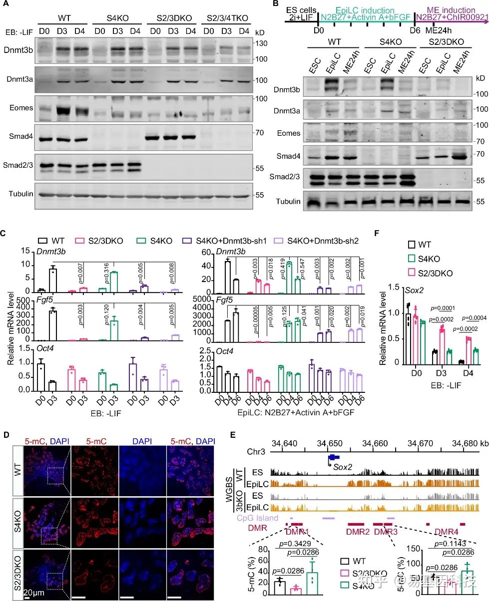 易基因：上海交大王琼团队揭示TGFβ-Smad信号通路和DNA甲基化在调控胚胎干细胞命运中的作用｜NC-CSDN博客