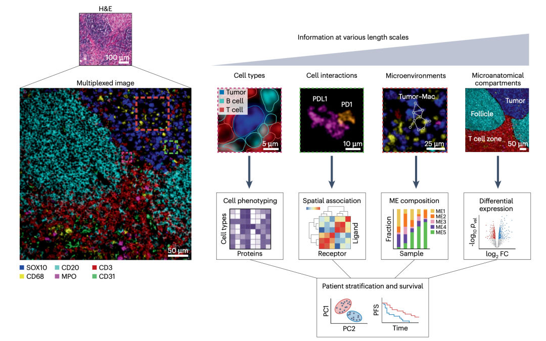 科研风向标 —— Nature Methods 发布2024年度技术，空间蛋白组学震撼登场！_pcf空间单细胞蛋白组-CSDN博客