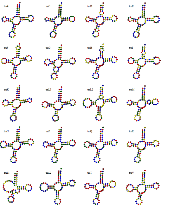 【线粒体基因组分析】02.tRNA二级结构美化与组图脚本（MITOS与RNAplot绘图适用）_mitos2 用于无脊椎动物线粒体基因组分析时-CSDN博客