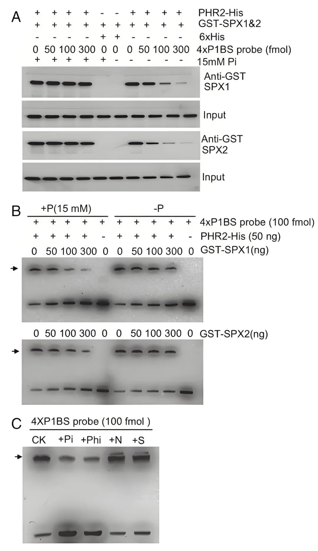 解析调控网络之竞争结合_nf-yb3-CSDN博客