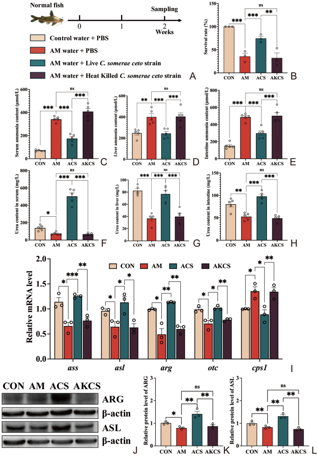 Microbiome | 宁波大学黎明团队揭示肠道微生物在鱼类氨氮解毒过程中发挥的关键作用-CSDN博客