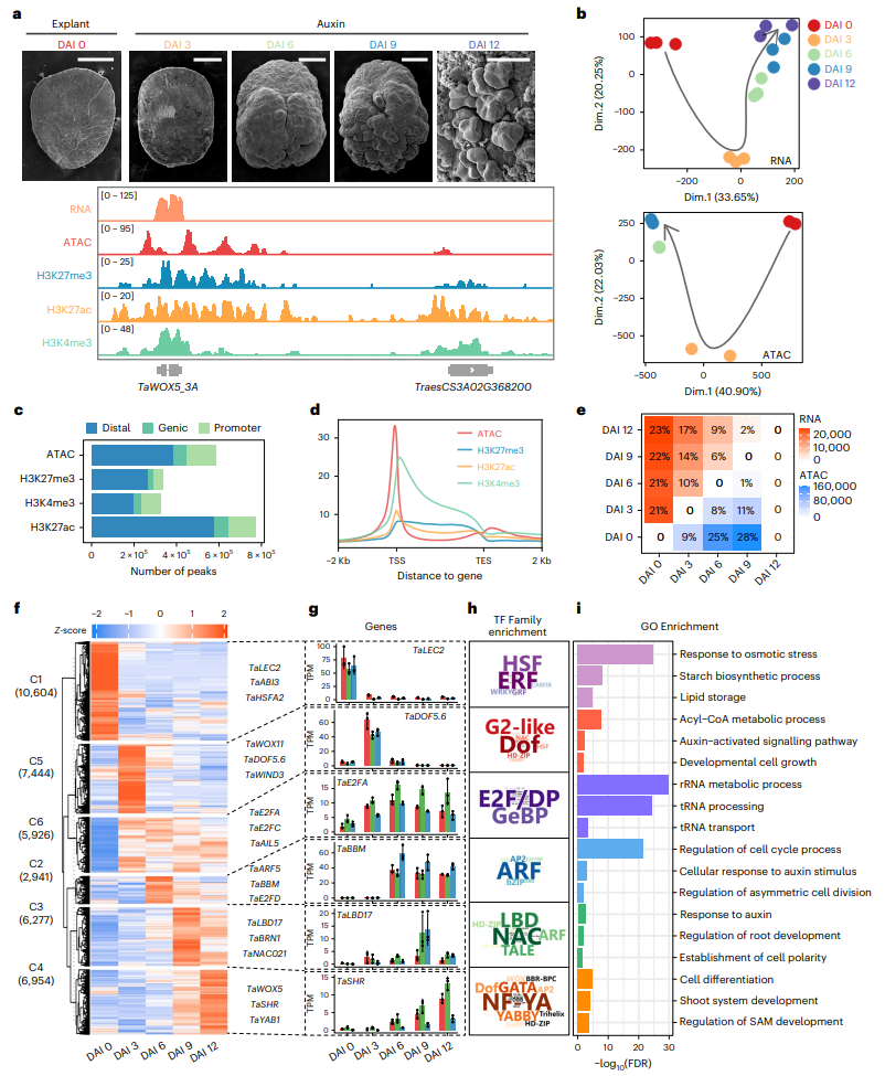 ATAC-seq和RNA-seq联合分析获得转录因子_sc atac 转录因子足迹分析-CSDN博客