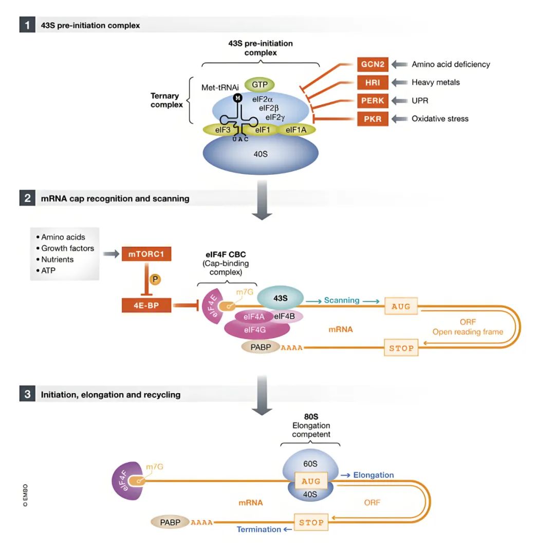 浅谈mRNA的量与蛋白表达量并不线性相关的原因（一）-CSDN博客