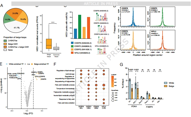 bulk RNA+ATAC+ChIP-seq+Hi-ChIP，揭秘 “燃脂脂肪” 的调控密码：表观遗传与增强子网络如何塑造米色脂肪细胞？-CSDN博客