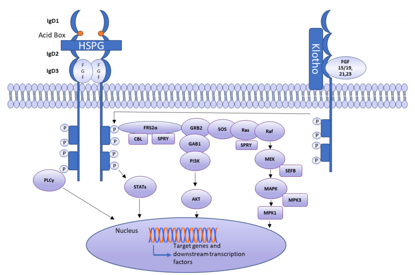 人成纤维细胞生长因子（FGF）家族：结构、功能与临床应用-CSDN博客