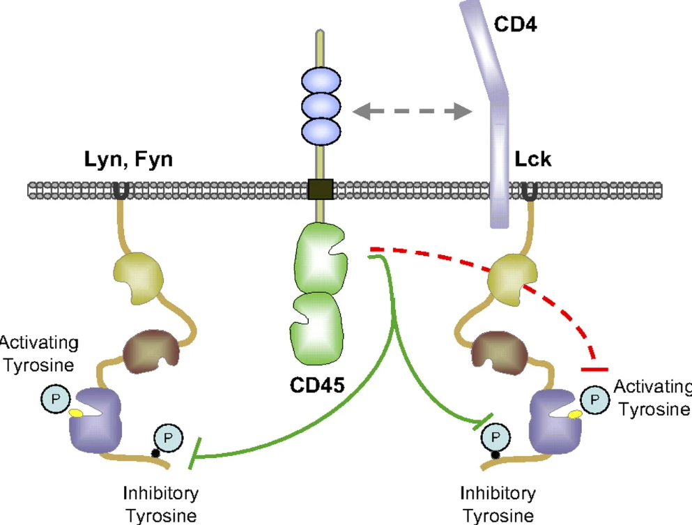 CD45在免疫治疗中的潜力_ptprc蛋白分子量-CSDN博客