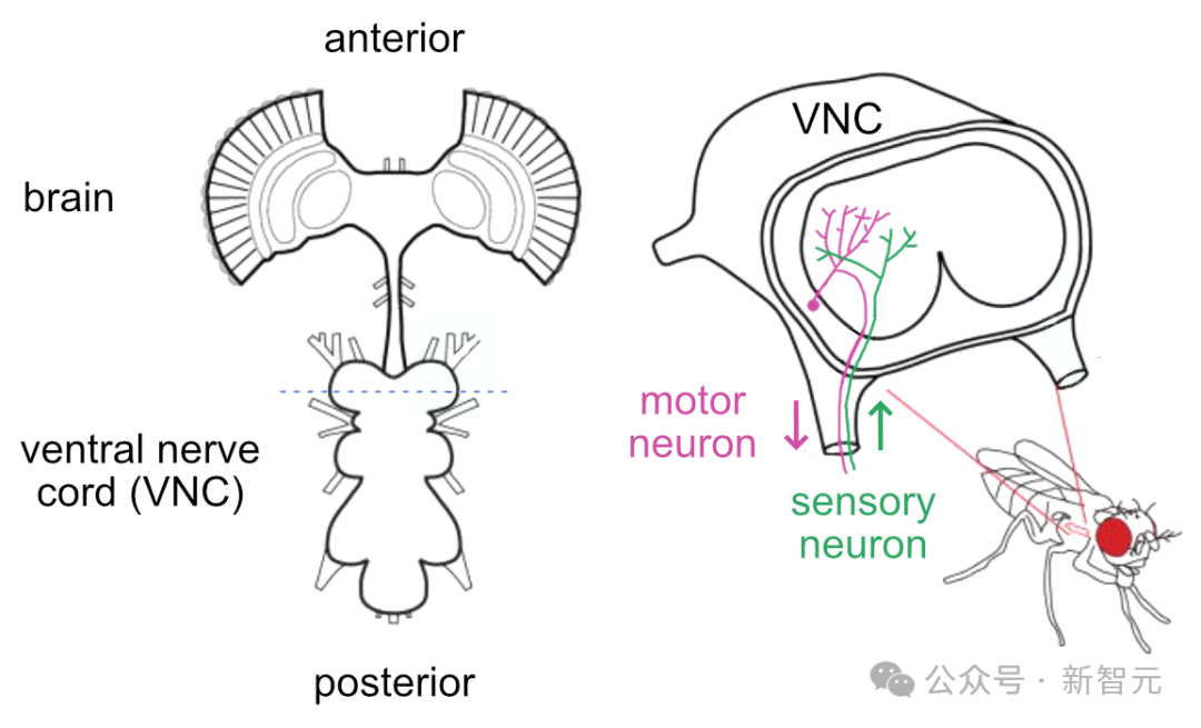 DeepMind果蝇登上Nature！强化学习再立功！AI模拟飞行，逼真到腿毛颤抖！-CSDN博客