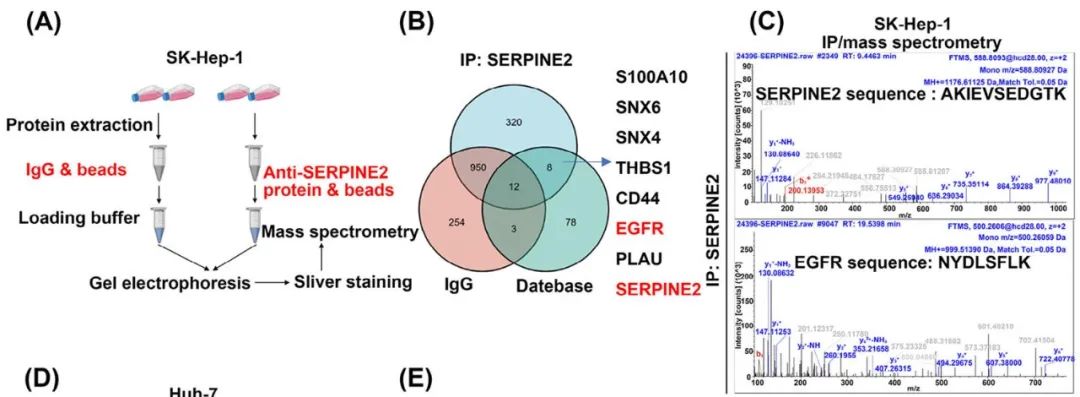 互作蛋白组学技术对比：邻近标记与传统IP-MS、Pull down-MS优势对比_邻近标记技术和ip-ms研究蛋白互作哪个好-CSDN博客