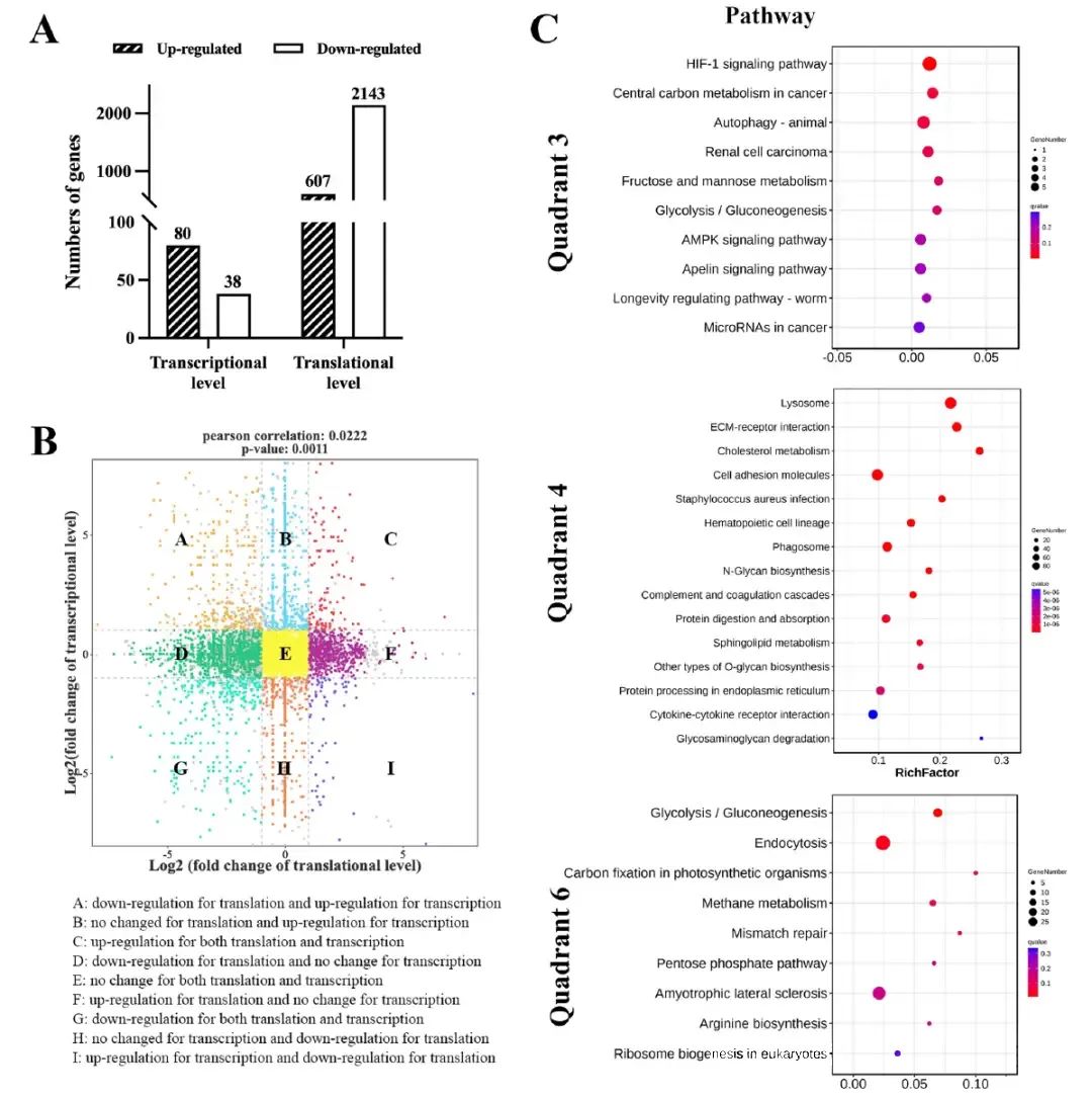 Ribo-seq+多组学：解码基因表达的“隐藏维度”_lace-seq和ribose比较-CSDN博客