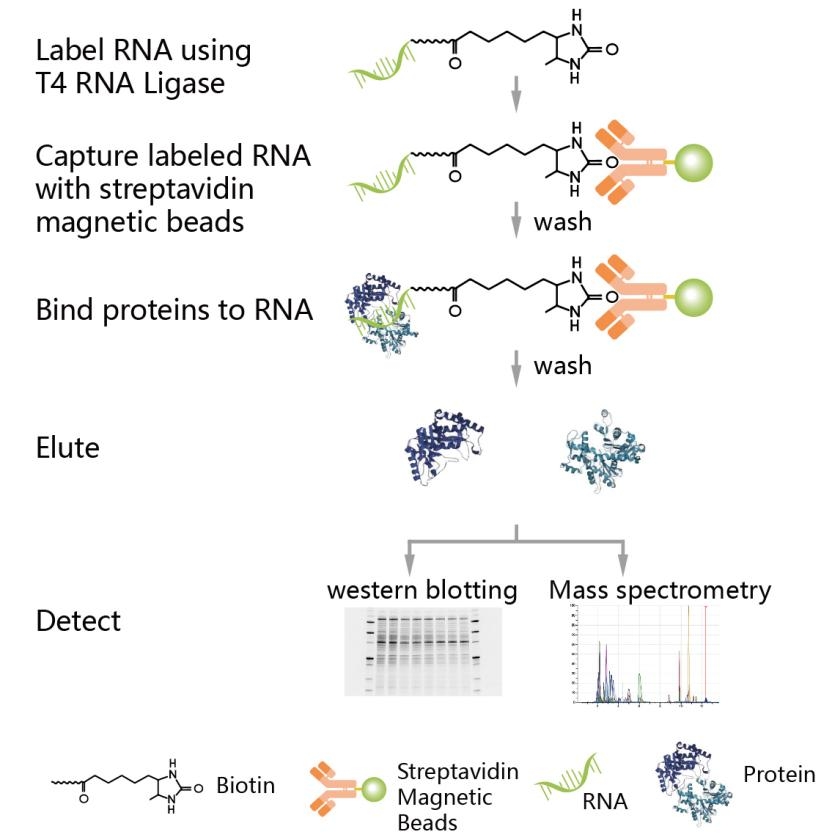 RNA Pull-down-CSDN博客