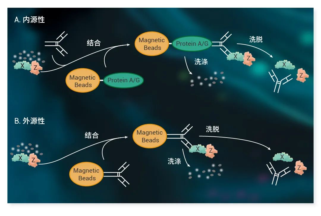 Co-IP 实验不踩坑：蛋白 “拉下场“ 的秘密！揭秘Co-IP实验操作技巧_coip图分析-CSDN博客