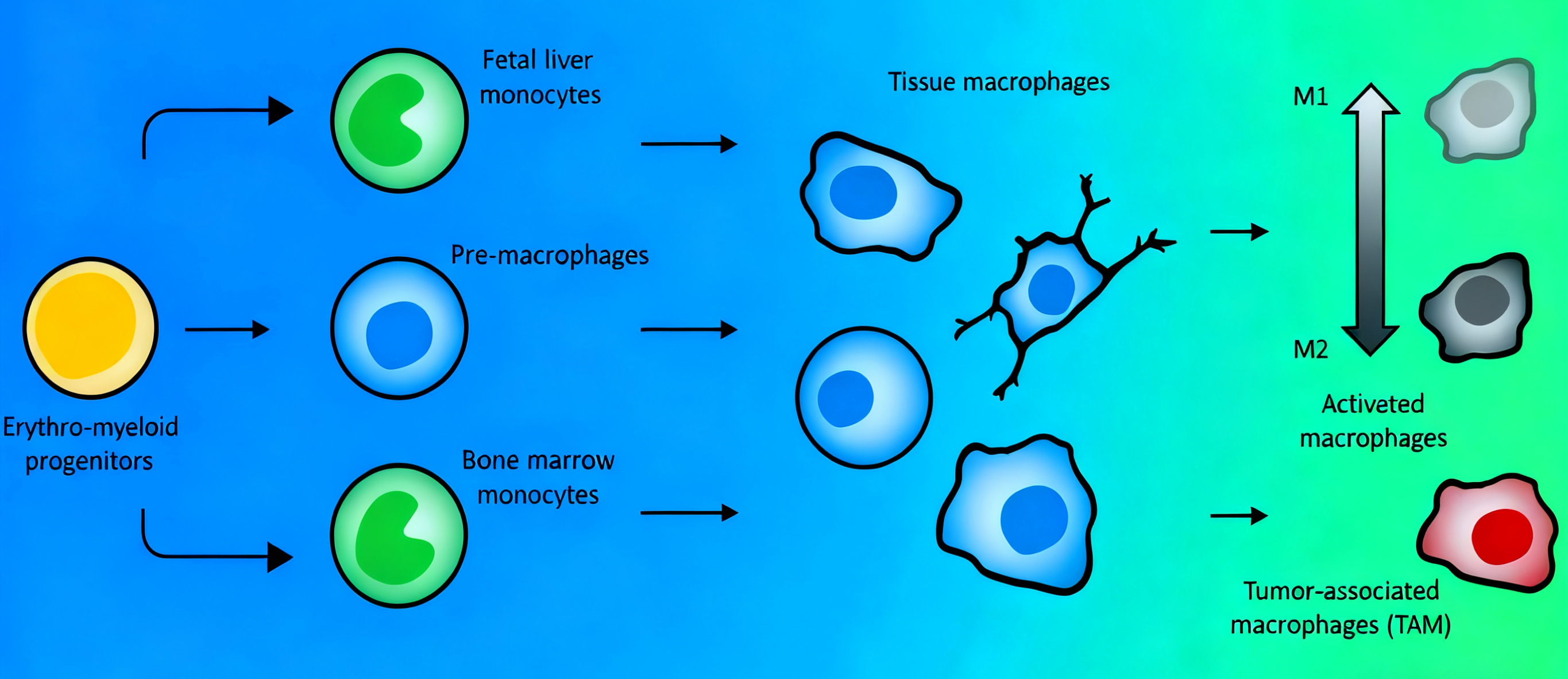 CD11b抗体：如何解析巨噬细胞异质性的关键标志？_cd11b 巨噬细胞 m1 m2-CSDN博客